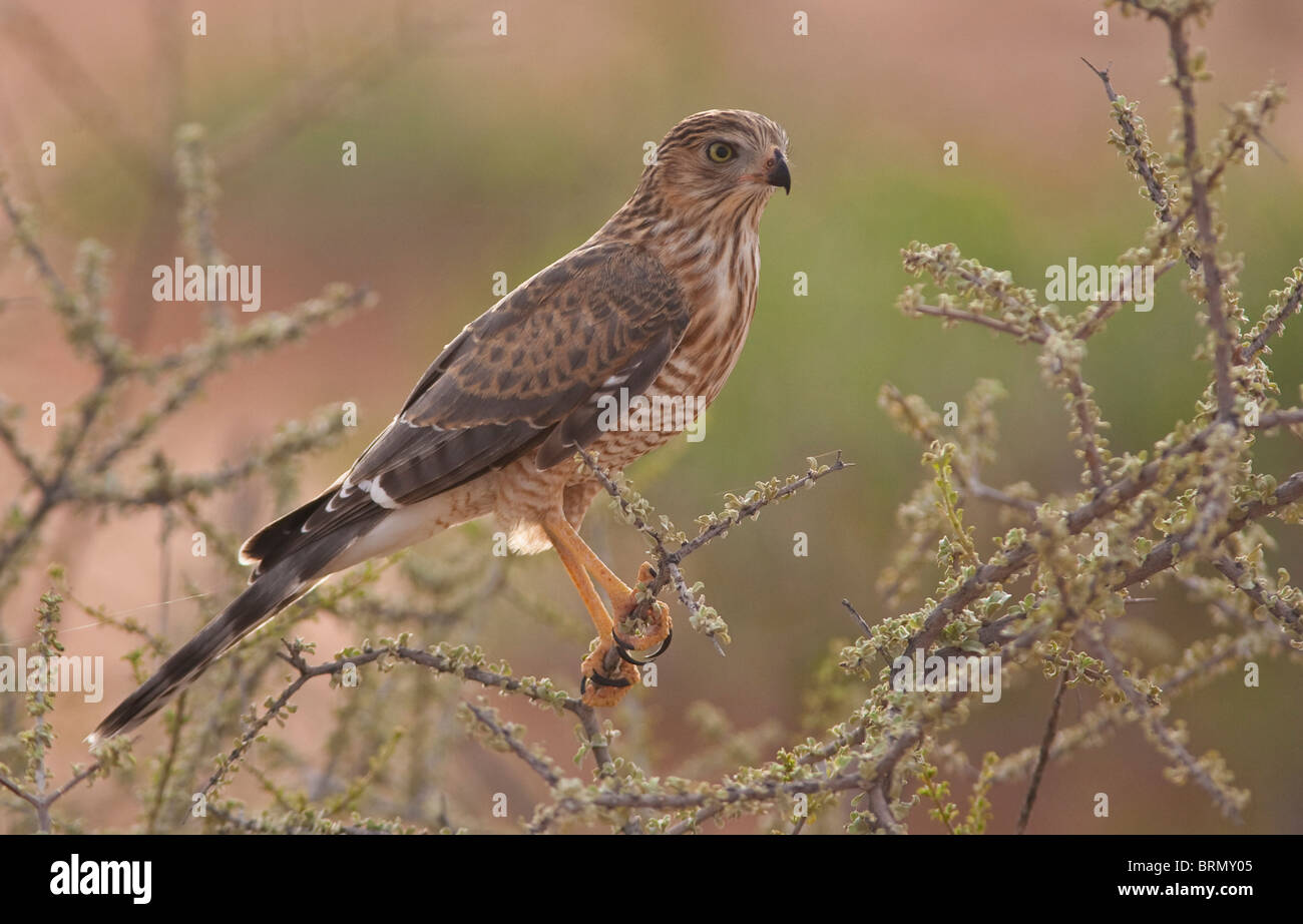 Birds of the kalahari hi-res stock photography and images - Alamy