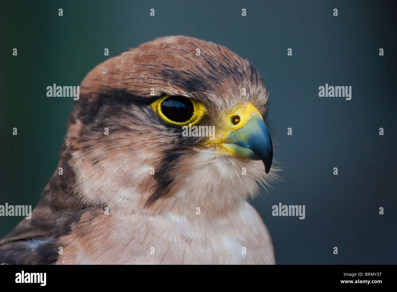 Lanner falcon portrait Stock Photo - Alamy
