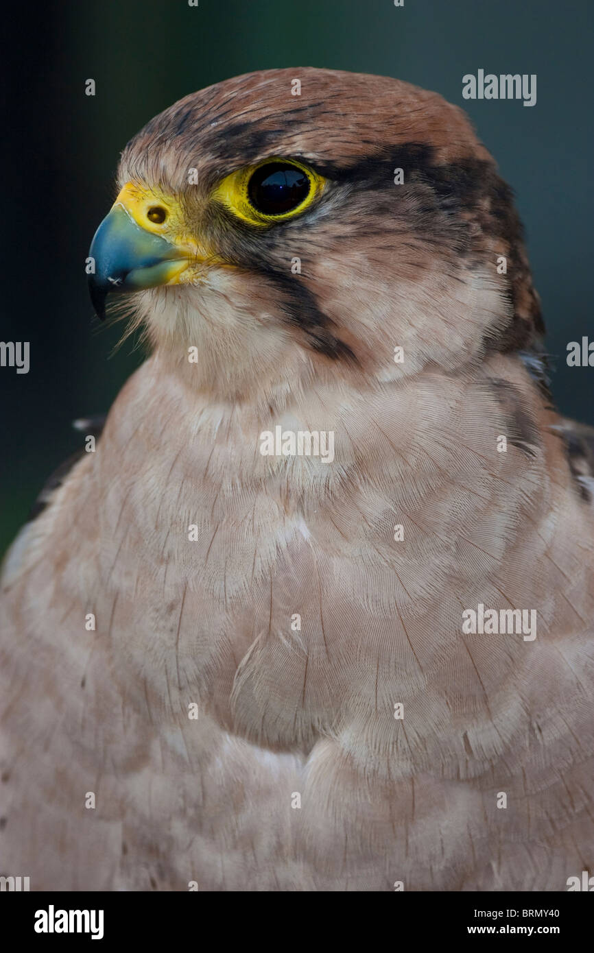 Lanner falcon portrait Stock Photo - Alamy