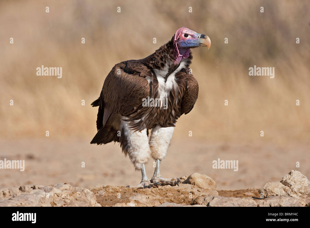 Lappet faced vulture perched hi-res stock photography and images - Alamy
