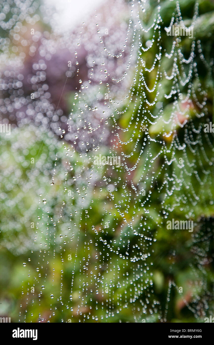 Spider shower hi-res stock photography and images - Alamy