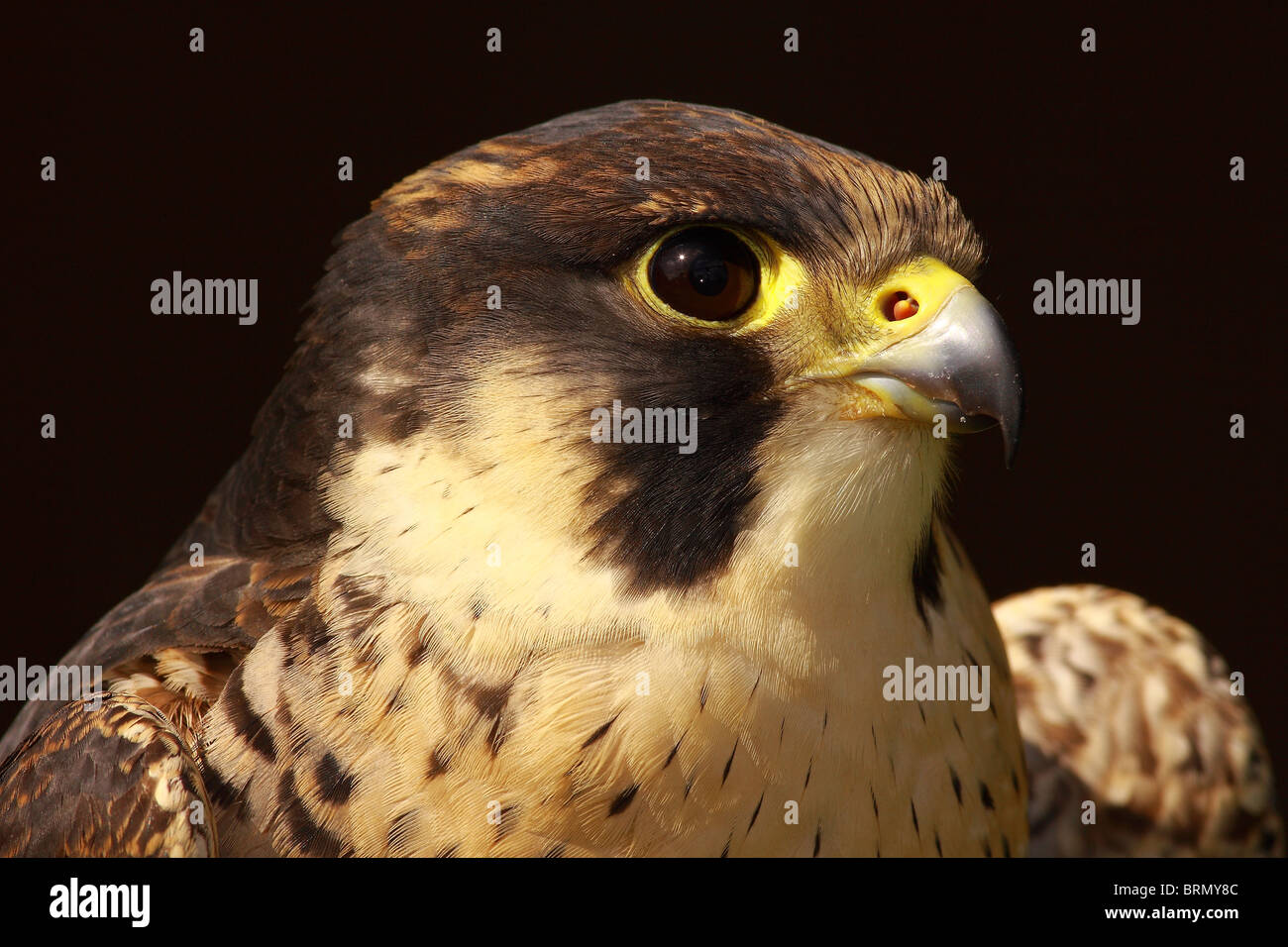 Peregrine Falcon; Falco peregrinus; Head-shot; profile; head and ...