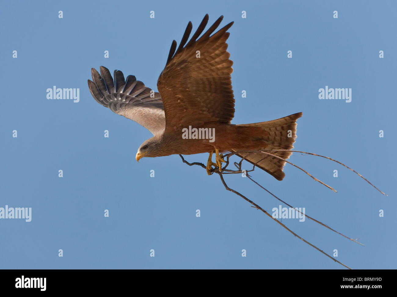 Yellow-billed kite carrying nesting material in its claws Stock Photo ...