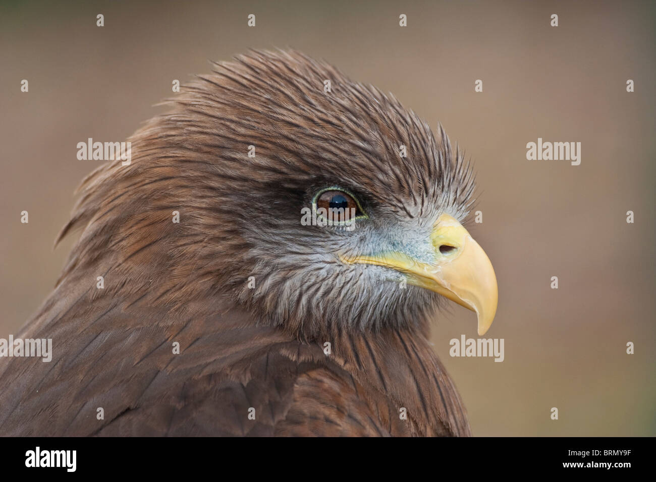 Yellow-billed kite portrait Stock Photo - Alamy