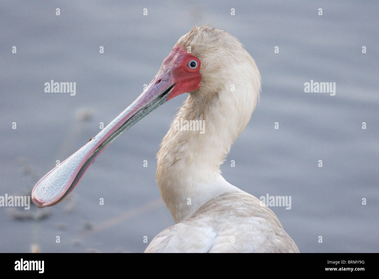 African spoonbill close up hi-res stock photography and images - Alamy