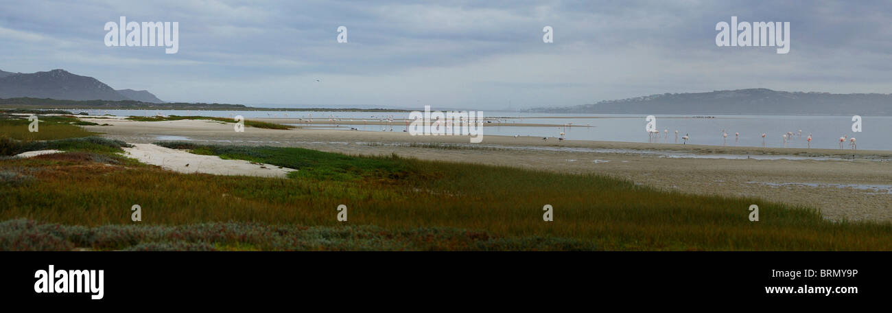 A panoramic view of Churchhaven lagoon with flamingos on a cloudy day ...