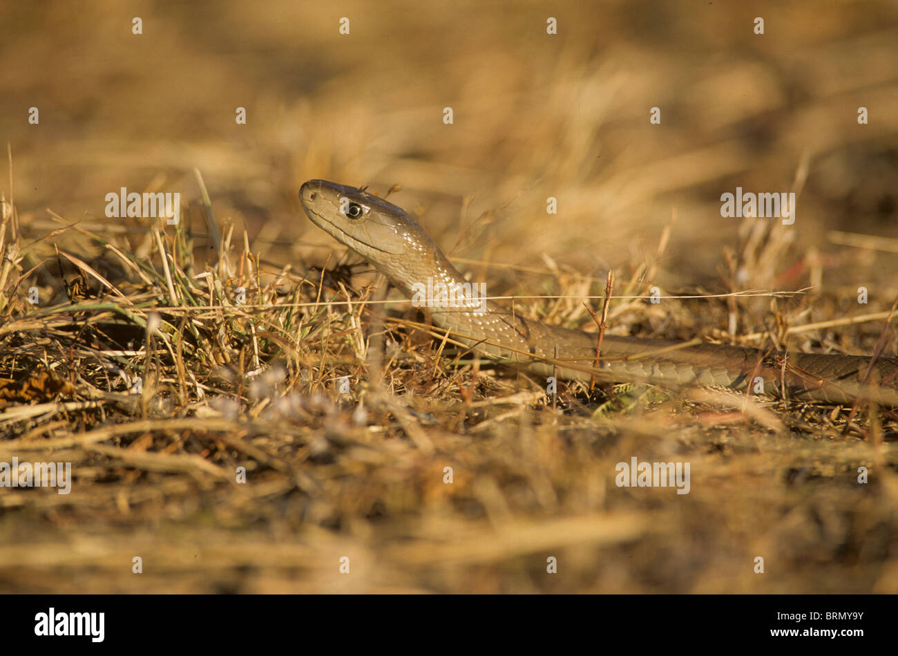 Black mamba snake body hi-res stock photography and images - Alamy