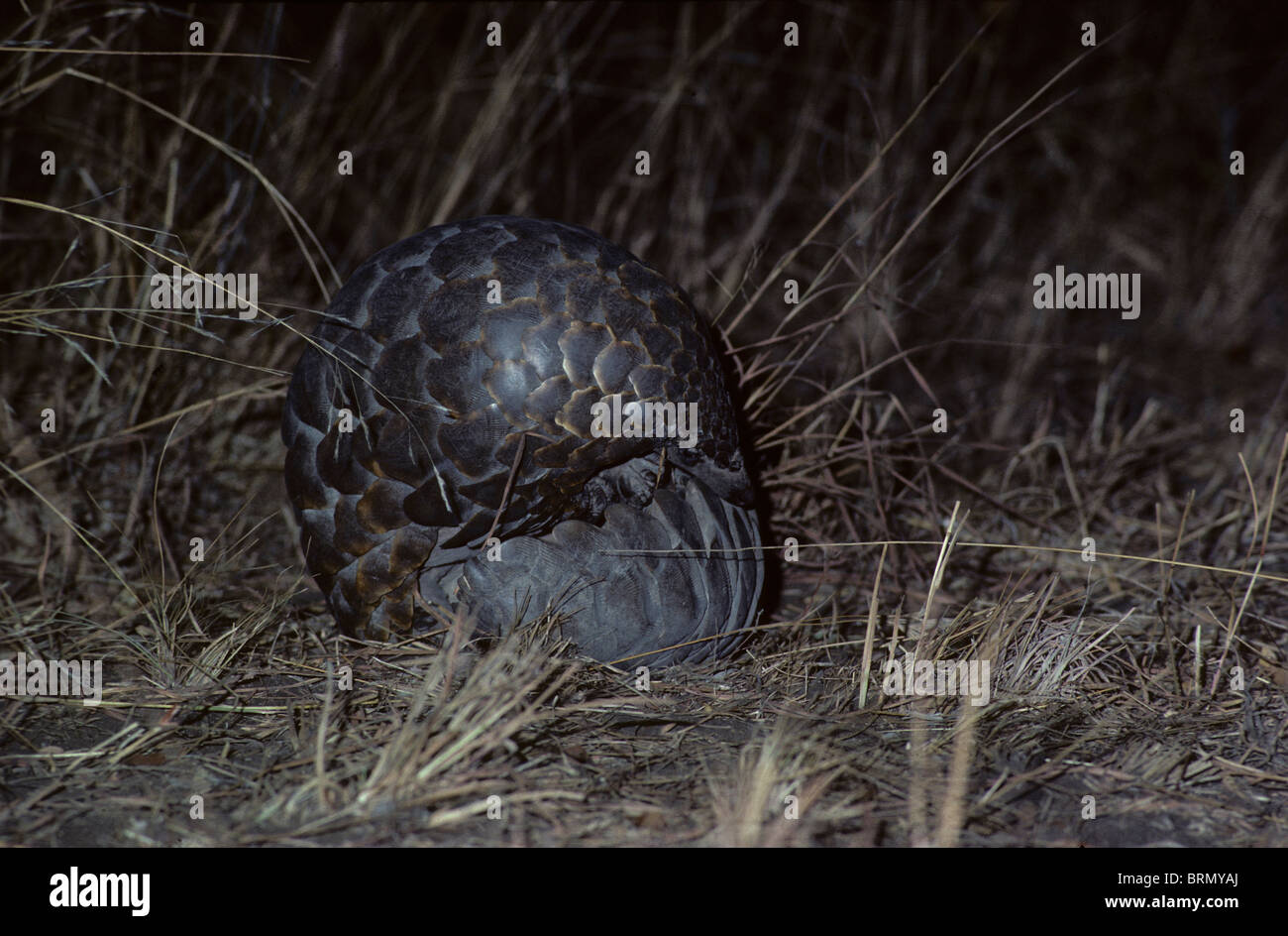 Pangolin scales texture hi-res stock photography and images - Alamy
