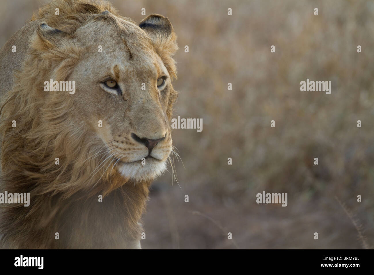Blond mane hi-res stock photography and images - Alamy