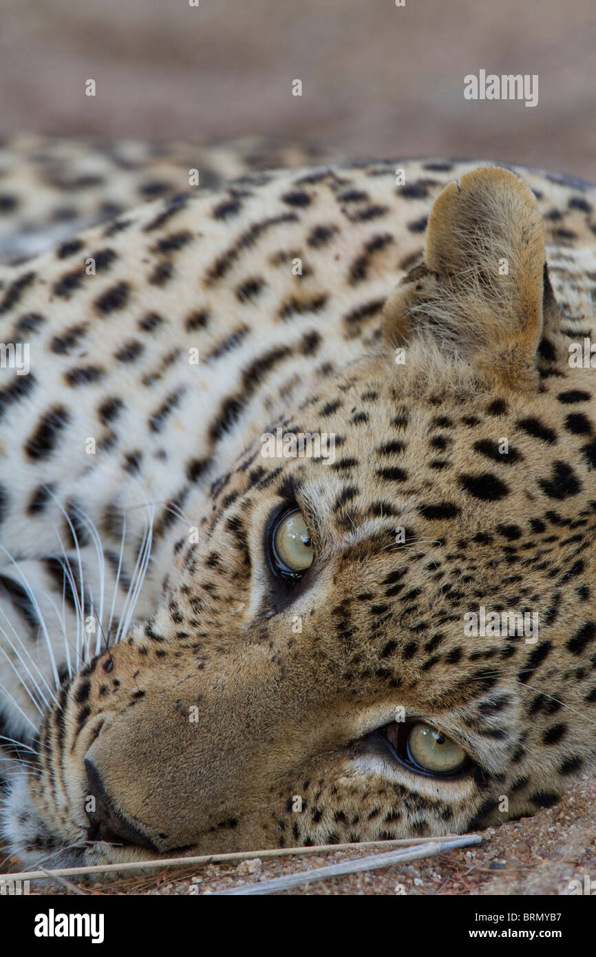 Lying leopard hi-res stock photography and images - Alamy