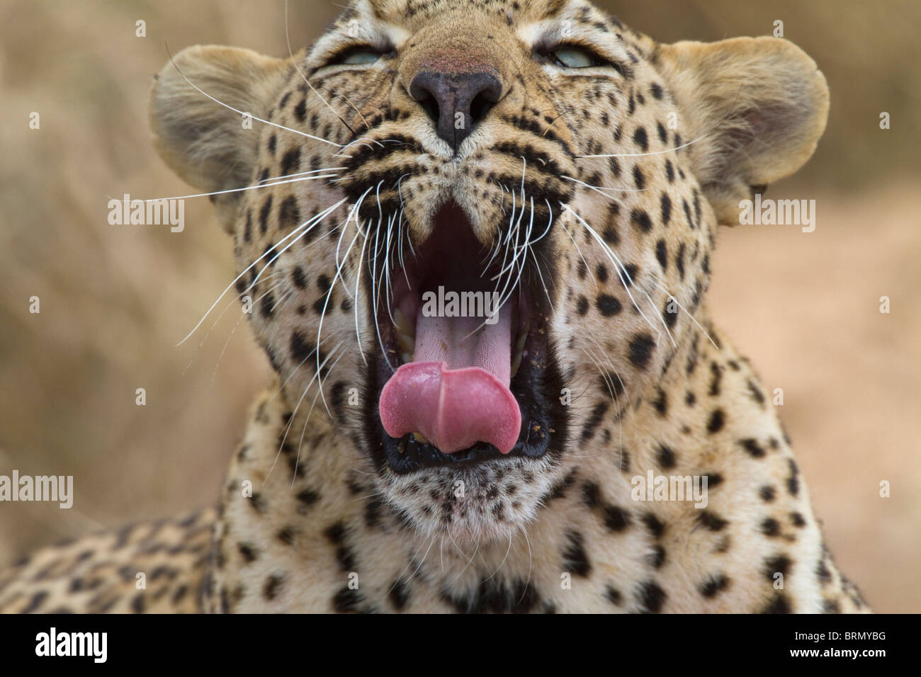Laughing Leopard