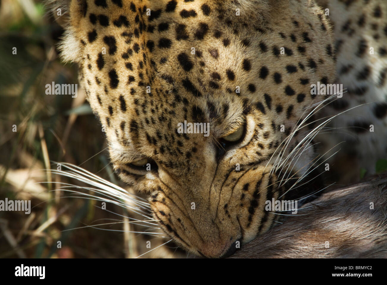 Tight portrait of a male leopard biting removing hair from a wildebeest ...