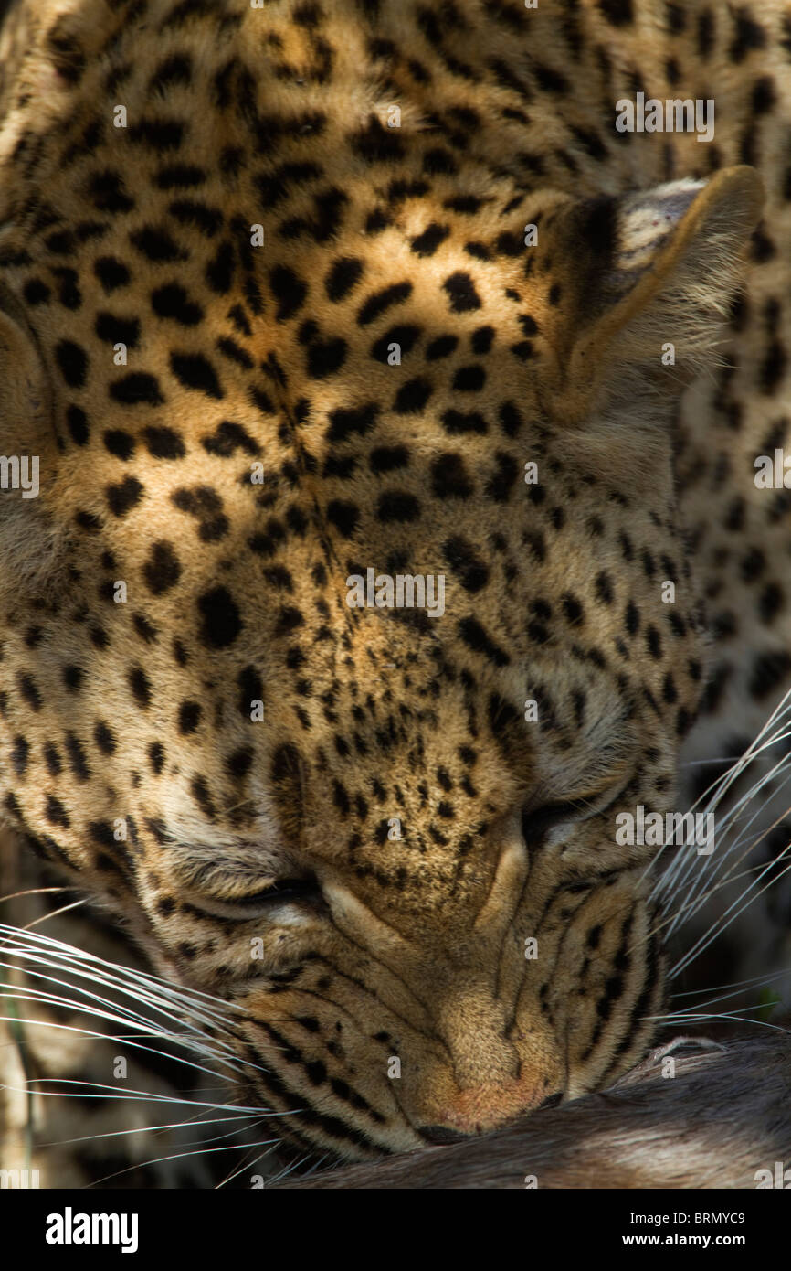 Tight portrait of a male leopard biting removing hair from a wildebeest ...