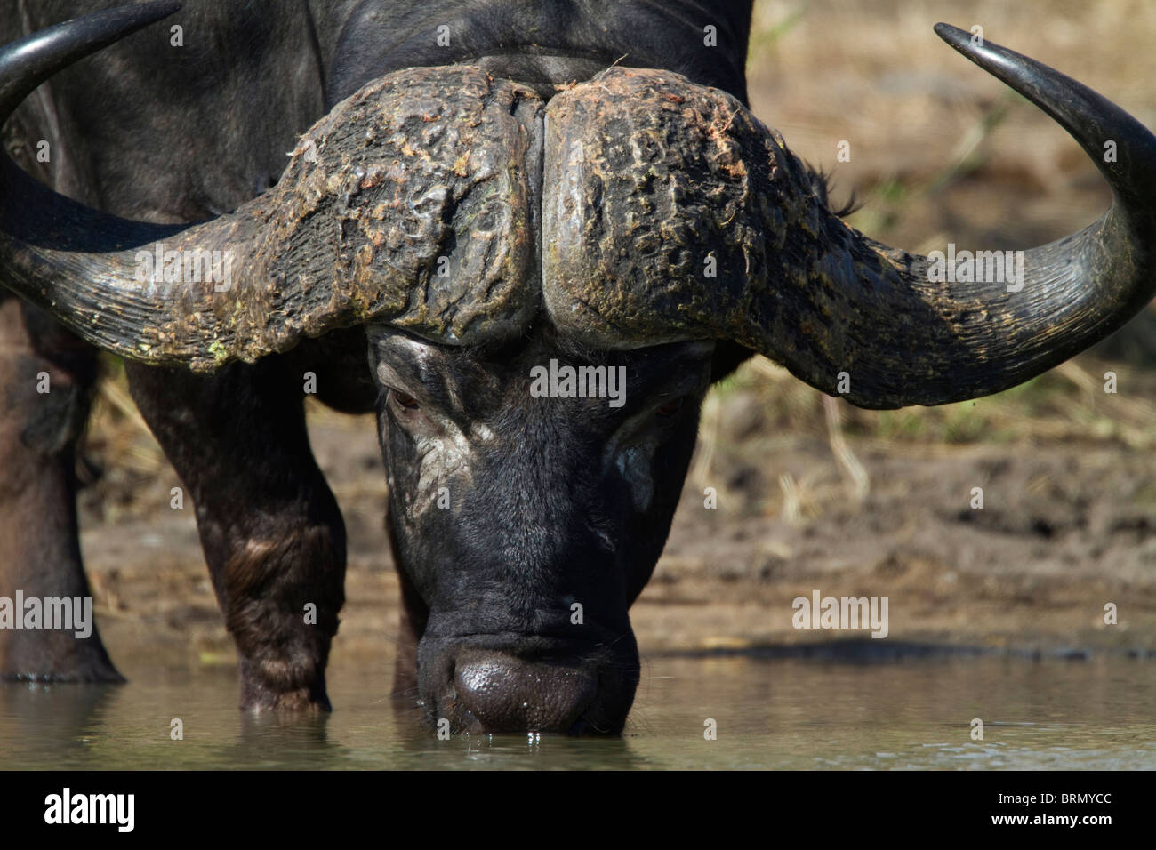 Tight portrait of a buffalo drinking Stock Photo - Alamy