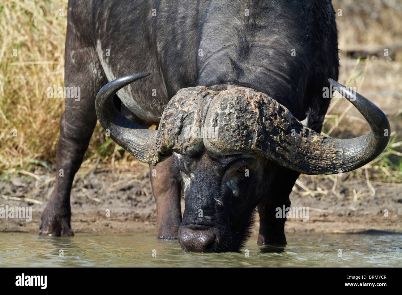 Buffalo bull hi-res stock photography and images - Alamy