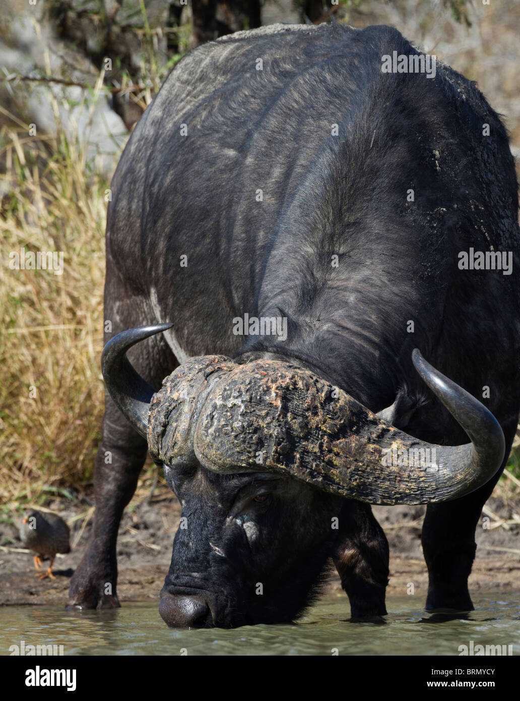 Bull buffalo hi-res stock photography and images - Alamy