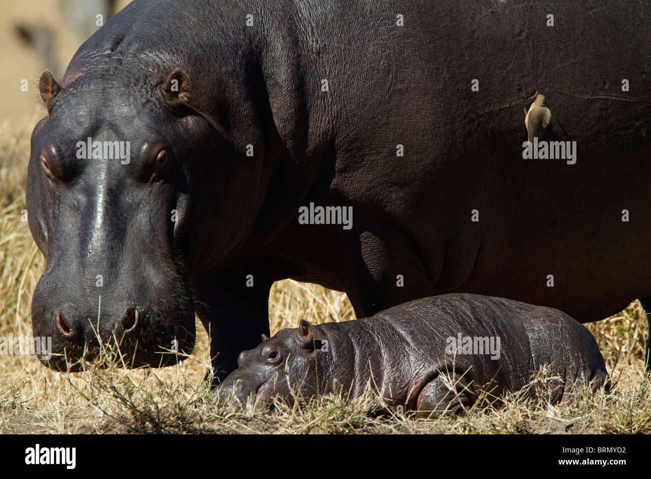 Mother And Baby Hippo High Resolution Stock Photography and Images - Alamy