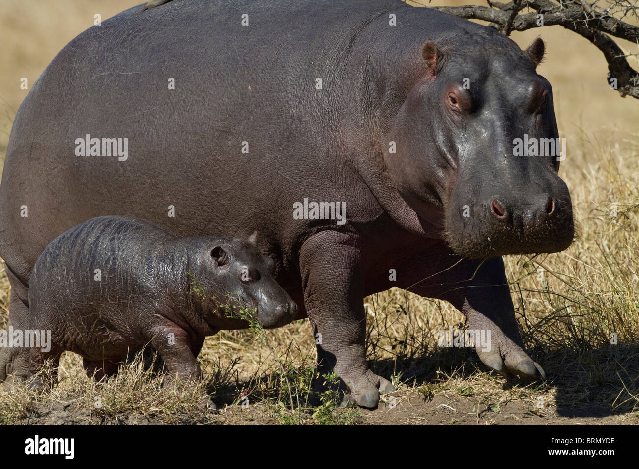Two week old baby hippo walking towards the water with it's mother ...
