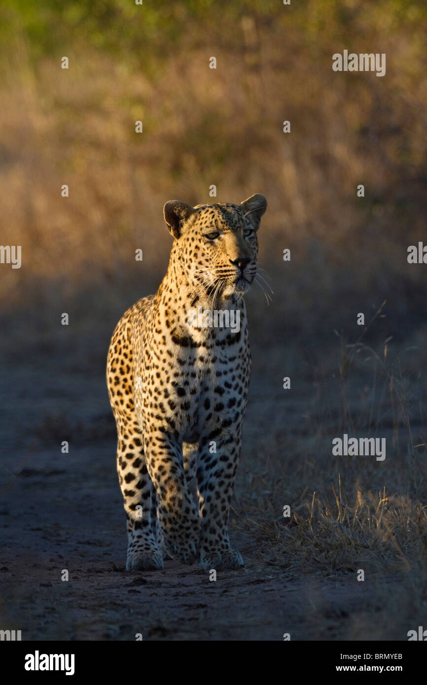 A male leopard walking cautiously down a game path looking intently ...