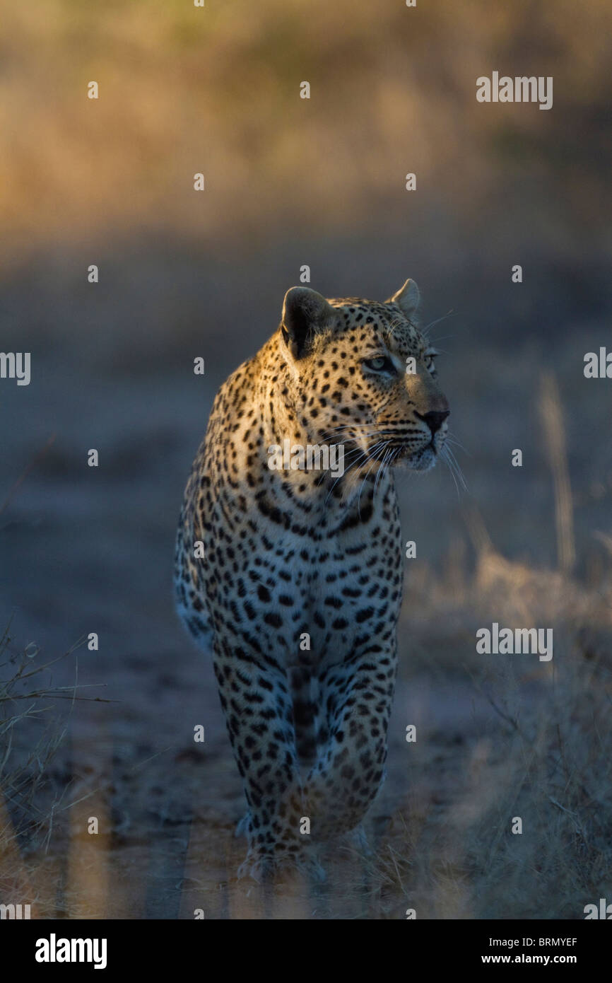 A male leopard walking down a game path looking intently ahead Stock ...