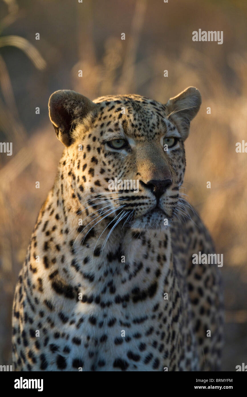 Male leopard portrait in early morning light Stock Photo - Alamy
