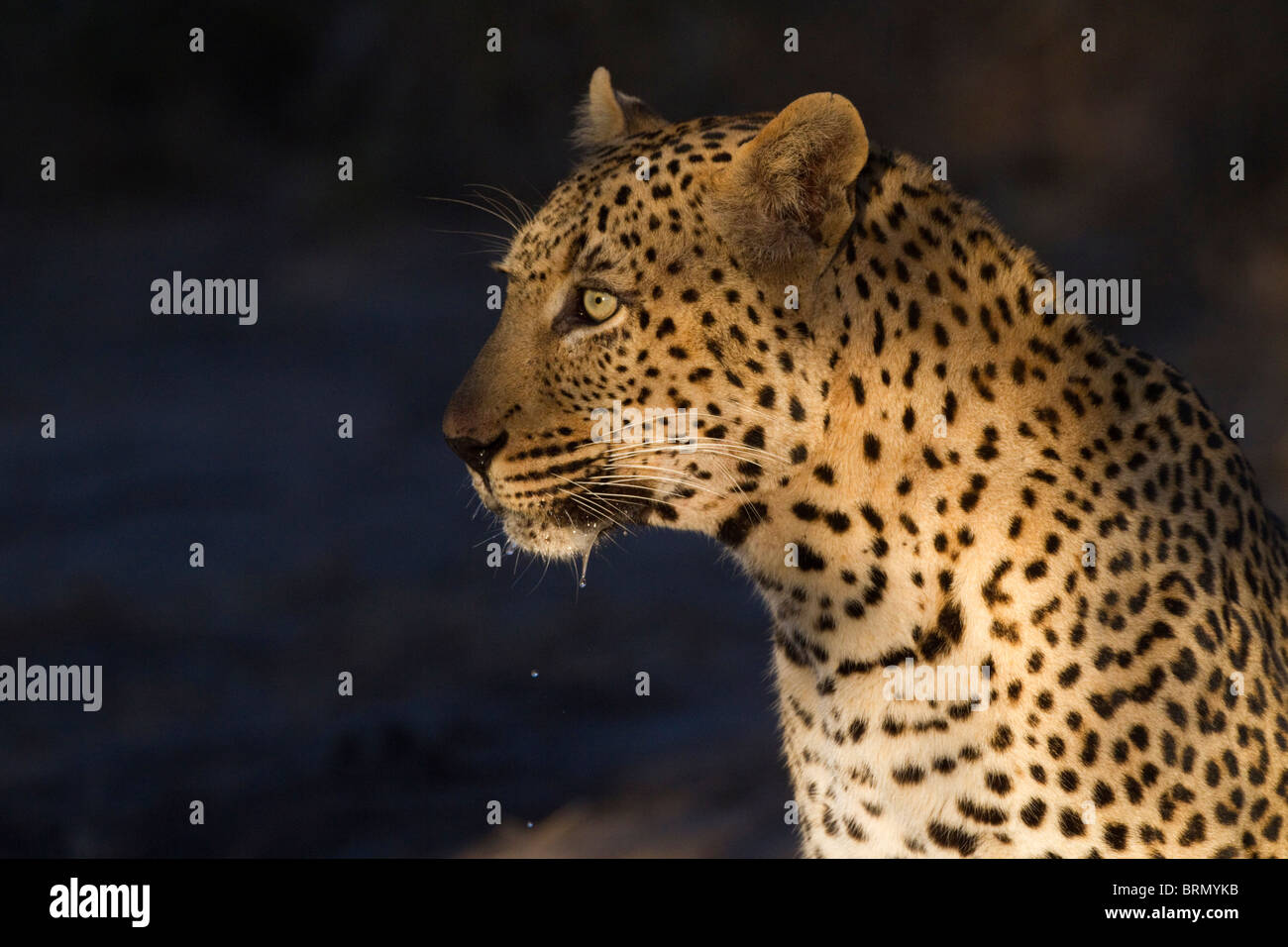 Leopard big male in hi-res stock photography and images - Alamy