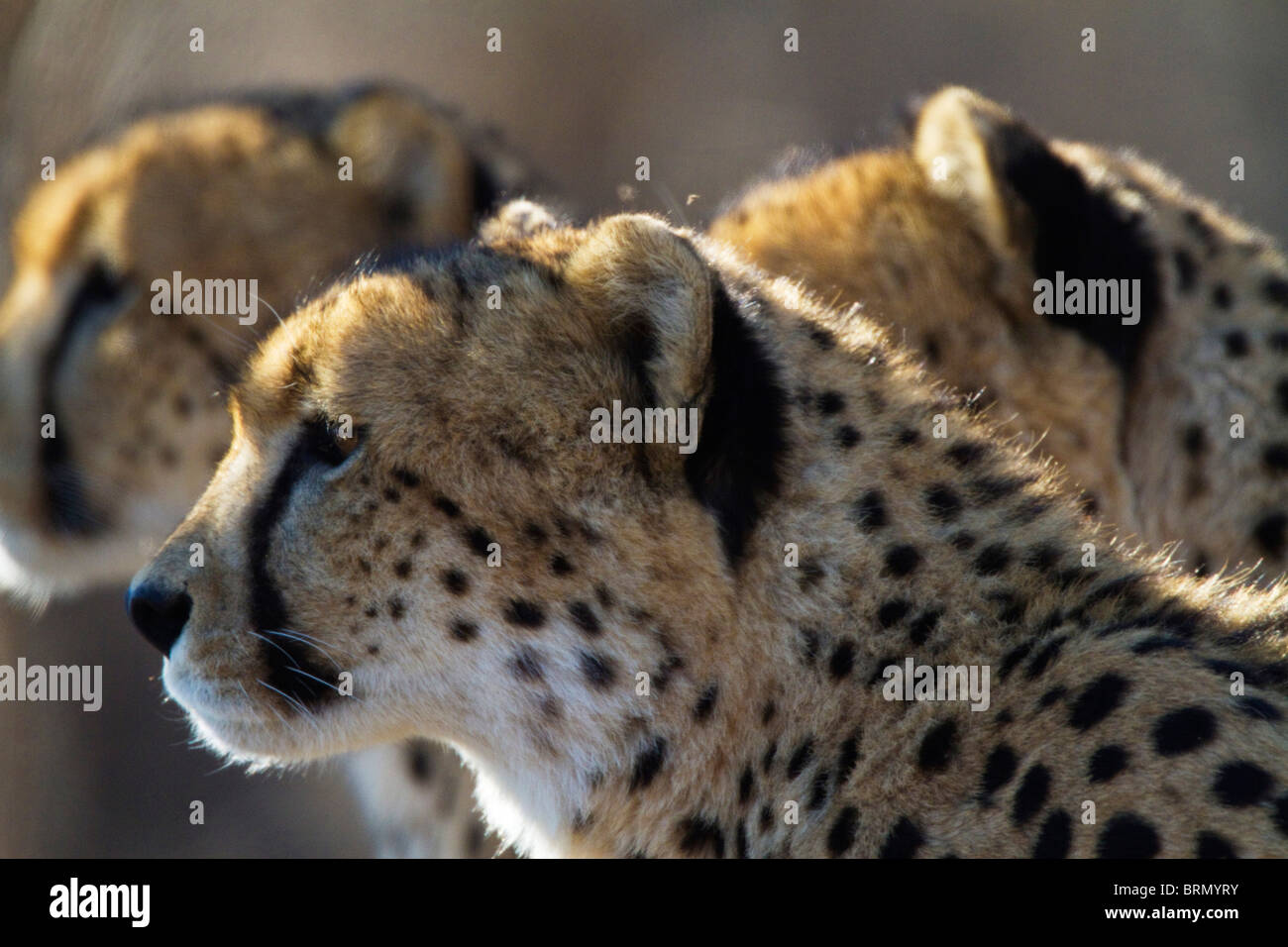 Tight portrait of three cheetah Stock Photo - Alamy