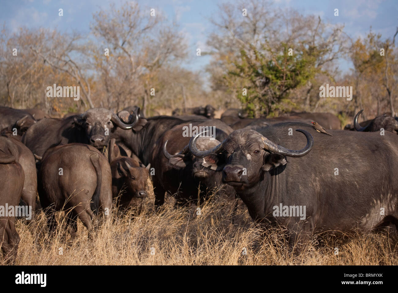 Buffalo herd hi-res stock photography and images - Alamy