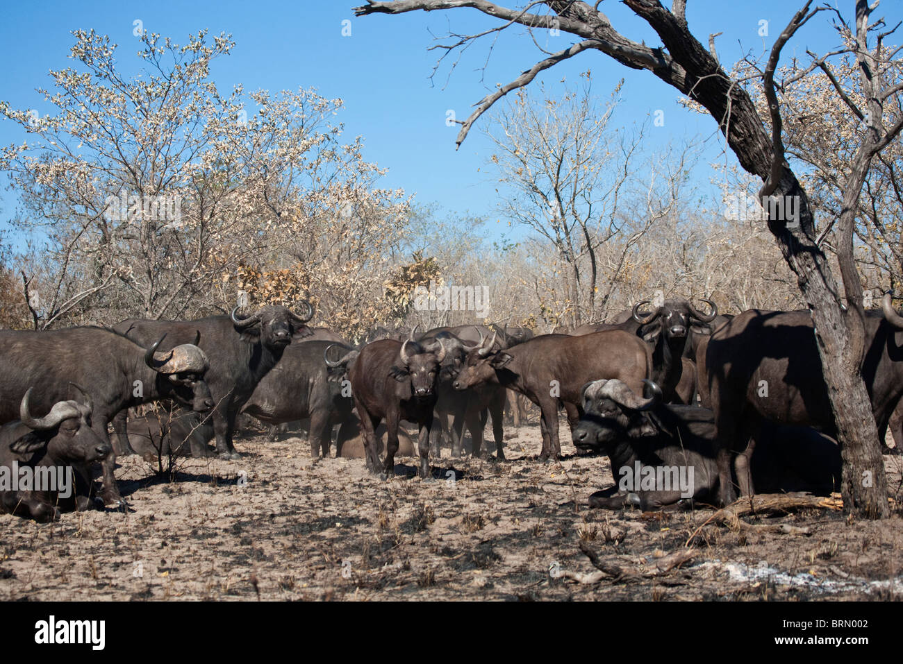 Buffalo herd standing around in burnt veld during the dry season Stock ...