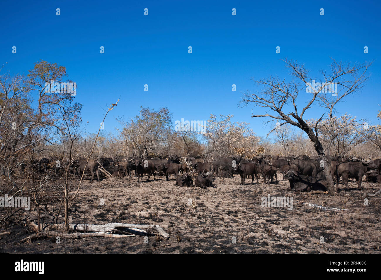 Wide angle view of a buffalo herd standing around in burnt veld during ...