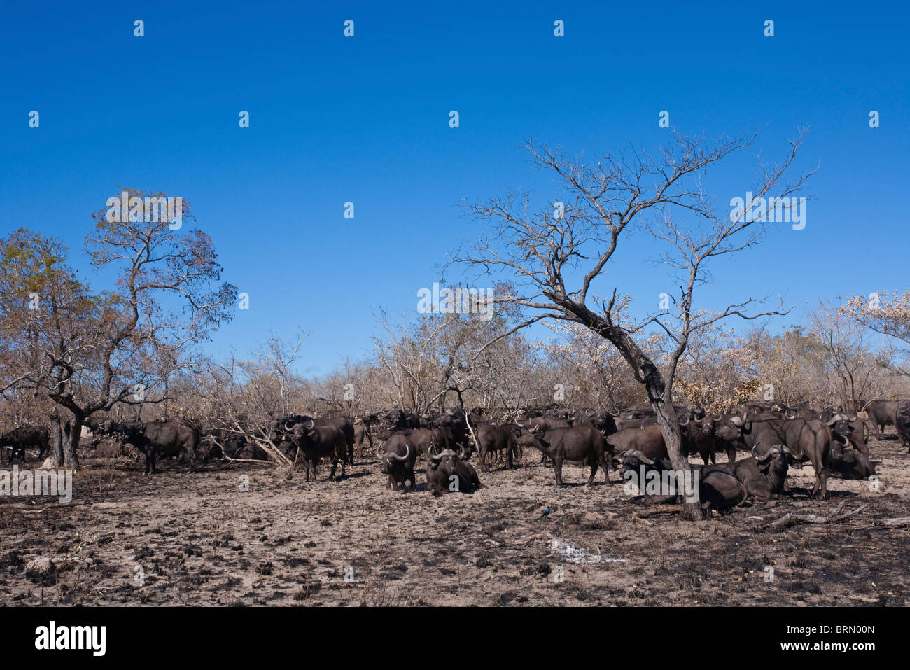 Wide angle view of a buffalo herd standing around in burnt veld during ...