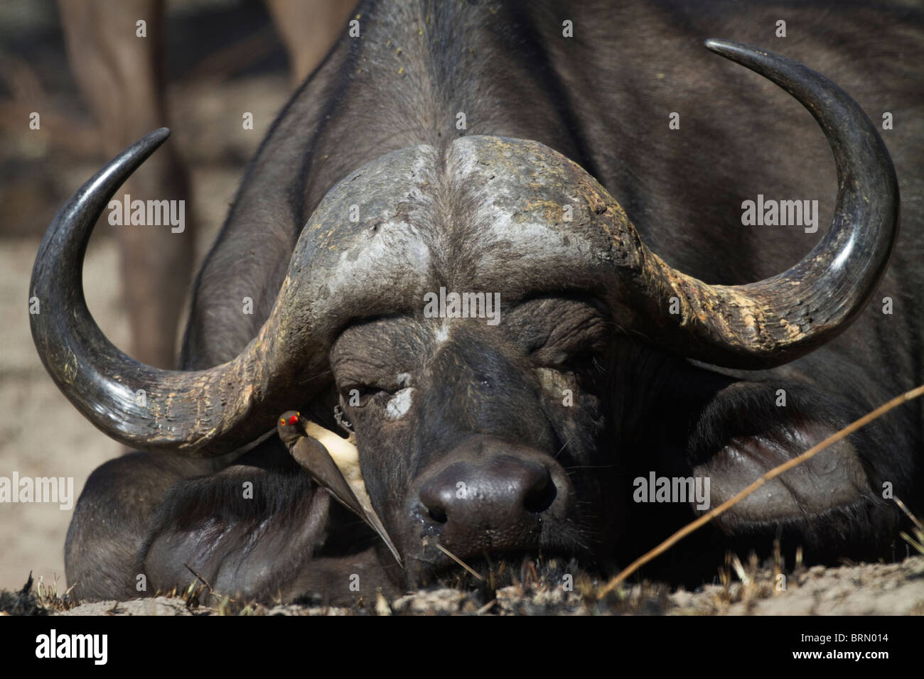 Portrait of a resting buffalo with a redbilled oxpecker perched on the ...