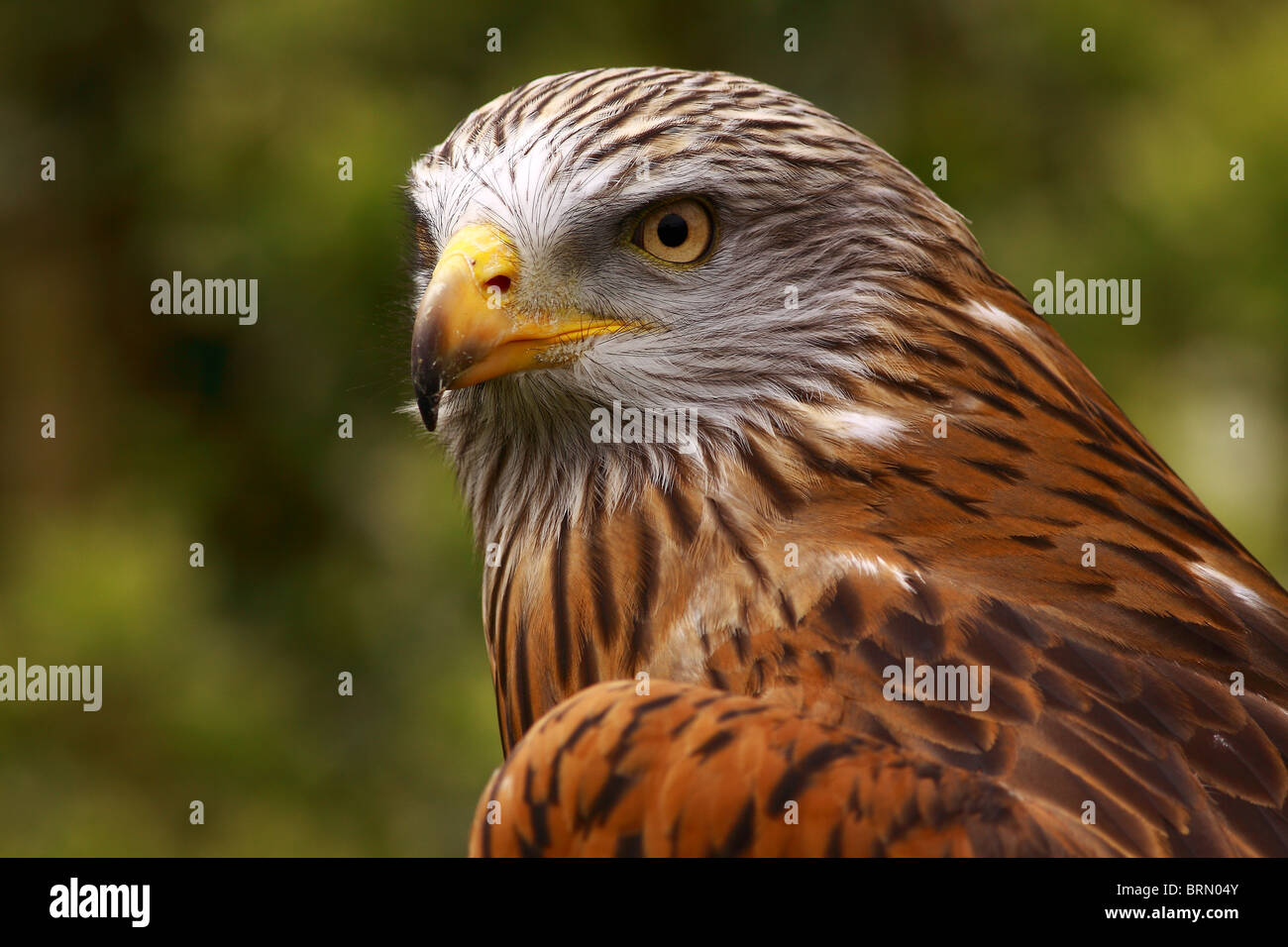 Red Kite; Milvus milvus; Head-shot; profile; head and shoulders; close ...