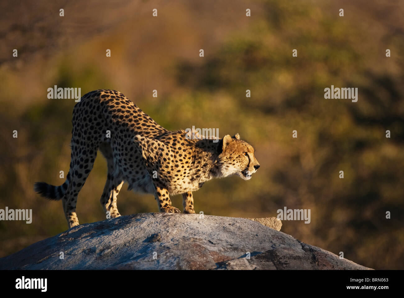 Cheetah standing on a granite boulder looking into the sun Stock Photo ...