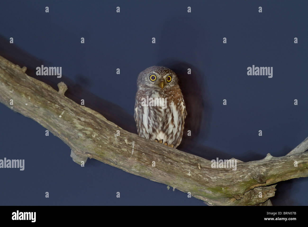 Dead owl hi-res stock photography and images - Alamy