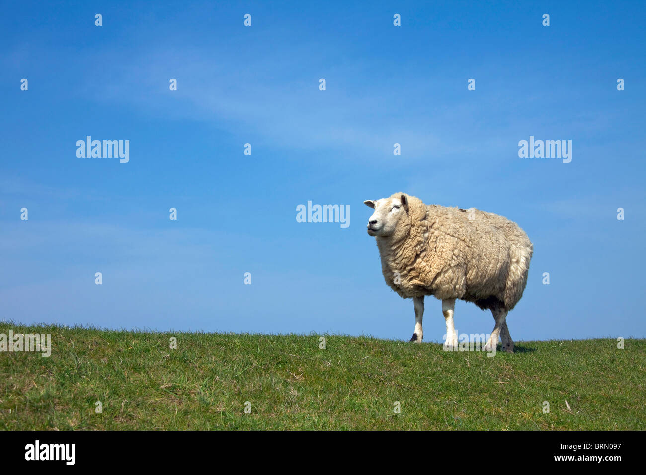 Individual sheep hi-res stock photography and images - Alamy