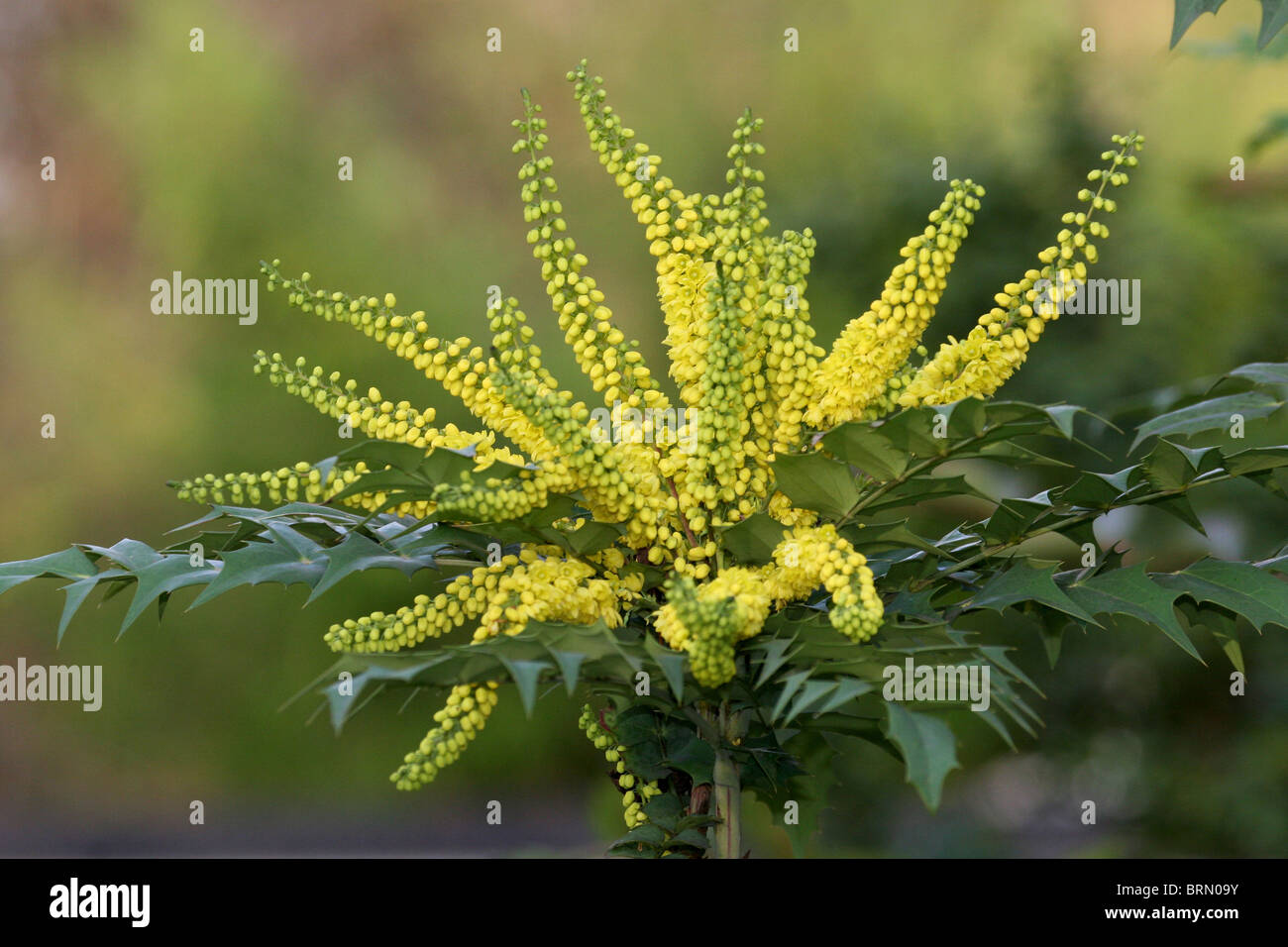 Oregon-Grape (Mahonia aquifolium), flowering Stock Photo - Alamy