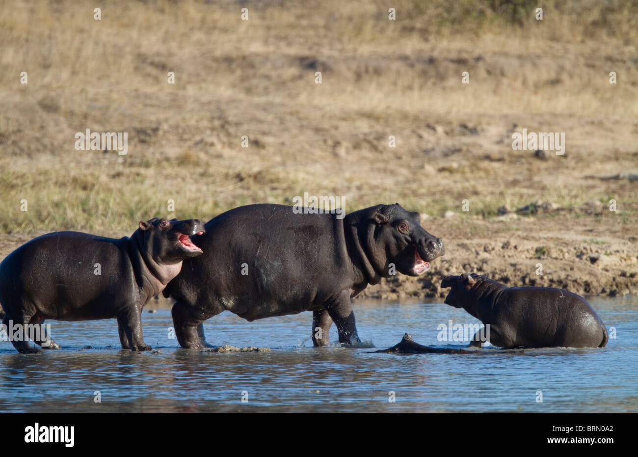 Three young hippo playing in a wateringhole Stock Photo - Alamy