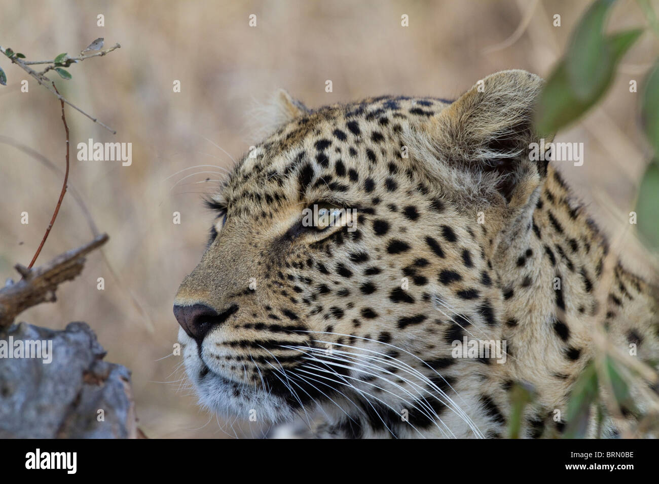 Female leopard hi-res stock photography and images - Alamy