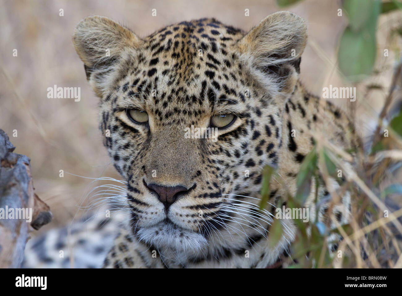 Portrait of a female leopard Stock Photo - Alamy