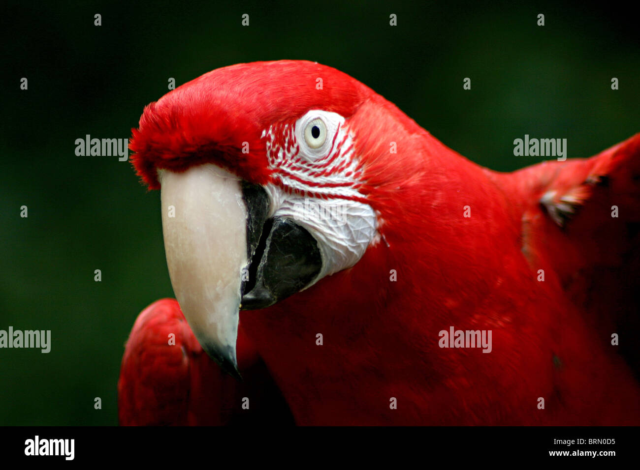 Goose with red face hi-res stock photography and images - Alamy