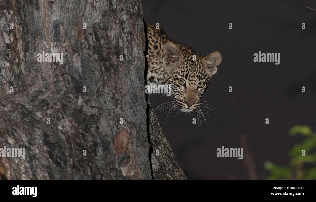 Peering out from tree hi-res stock photography and images - Alamy