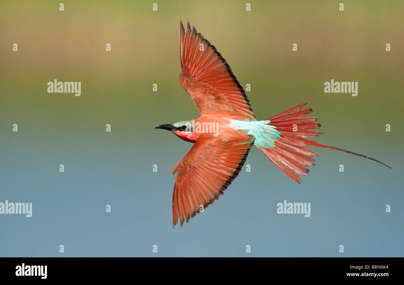 Bee eater in flight hi-res stock photography and images - Alamy