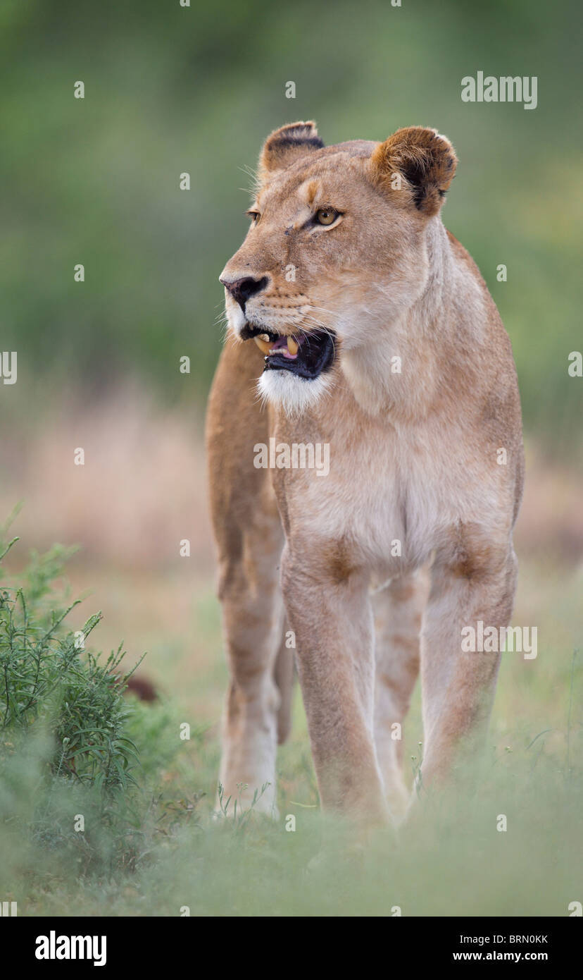 Lioness head hi-res stock photography and images - Alamy