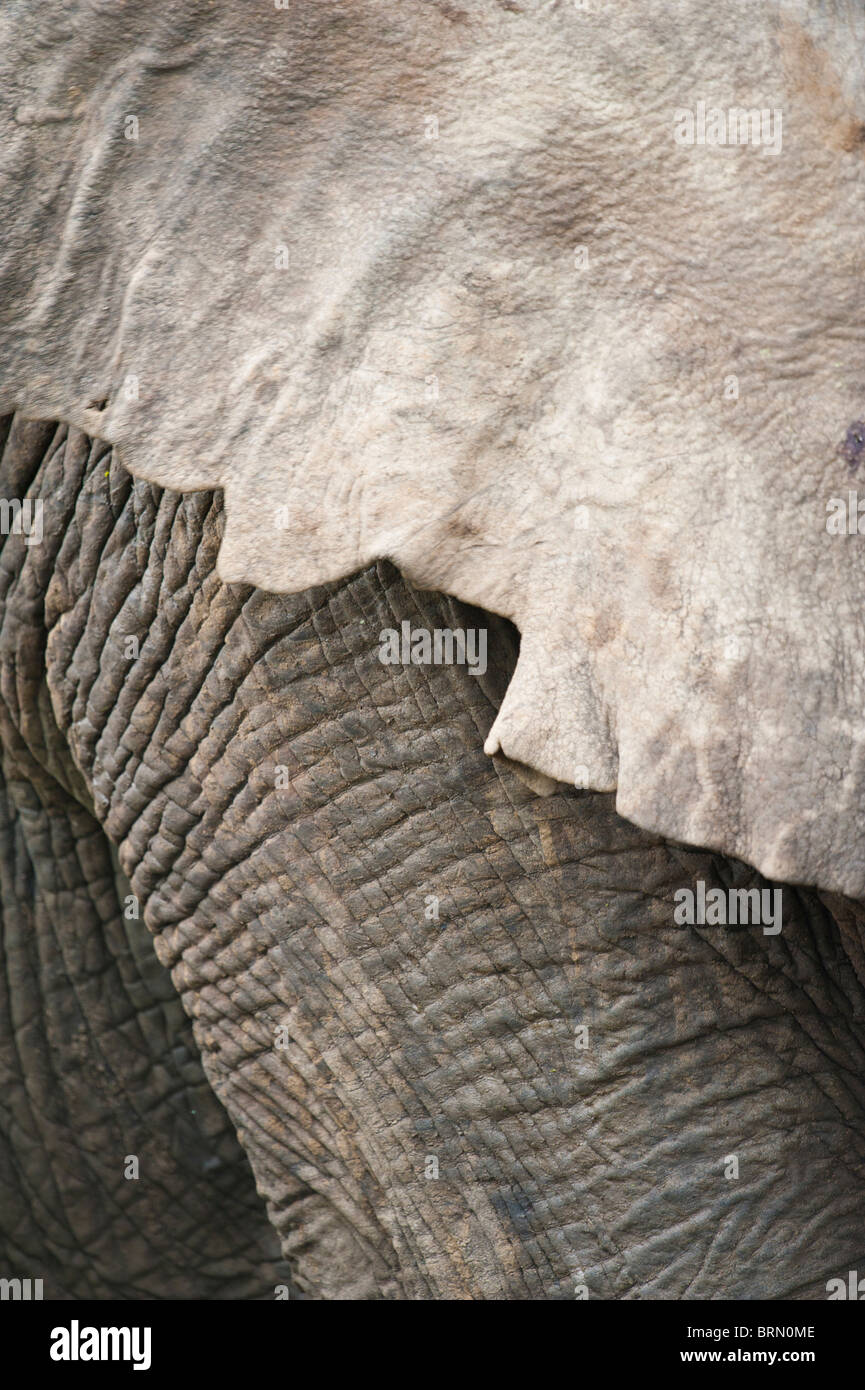 Close up of part of a an Elephant's ear and leg Stock Photo - Alamy