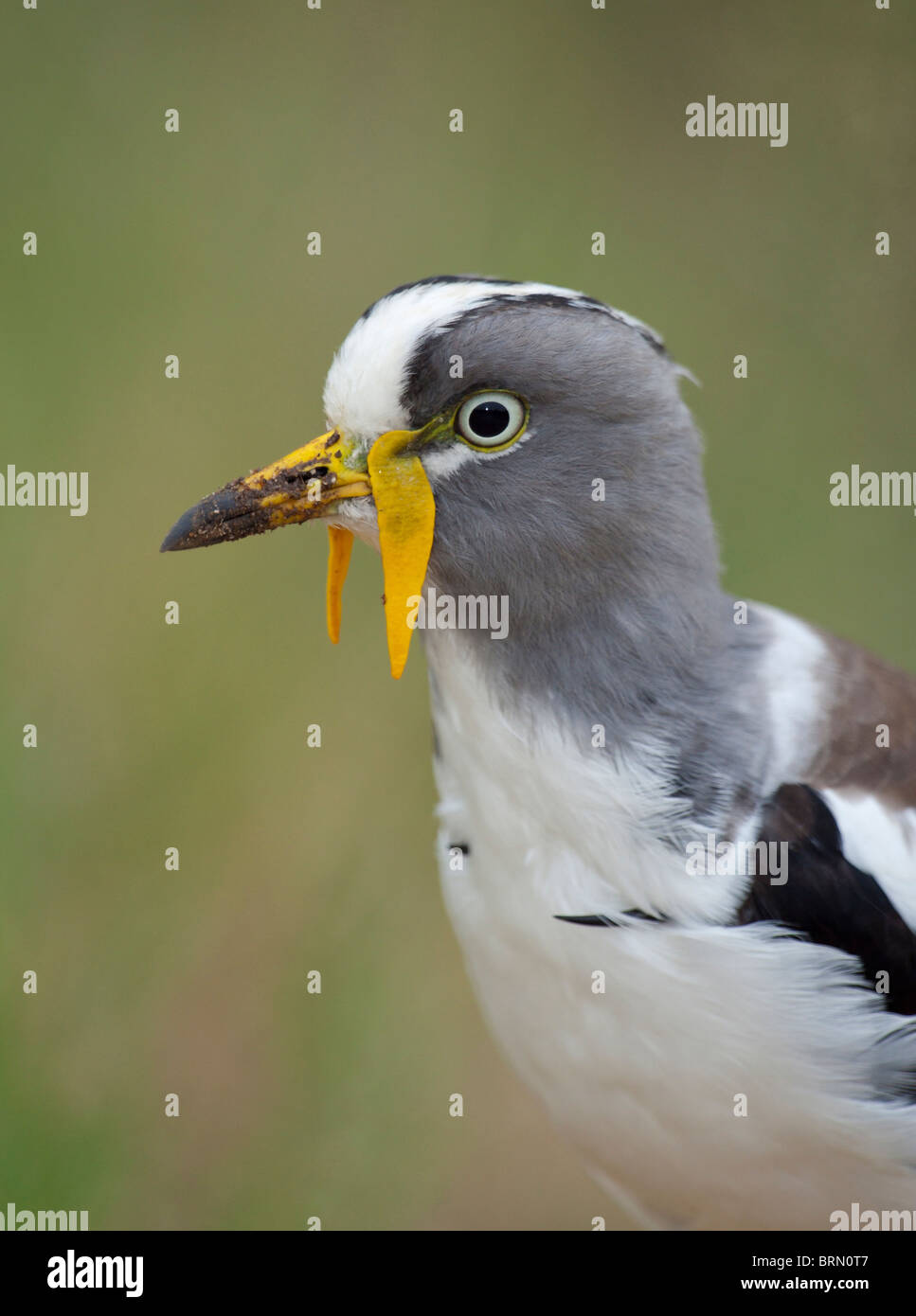 Portrait of a White-crowned Lapwing Stock Photo - Alamy