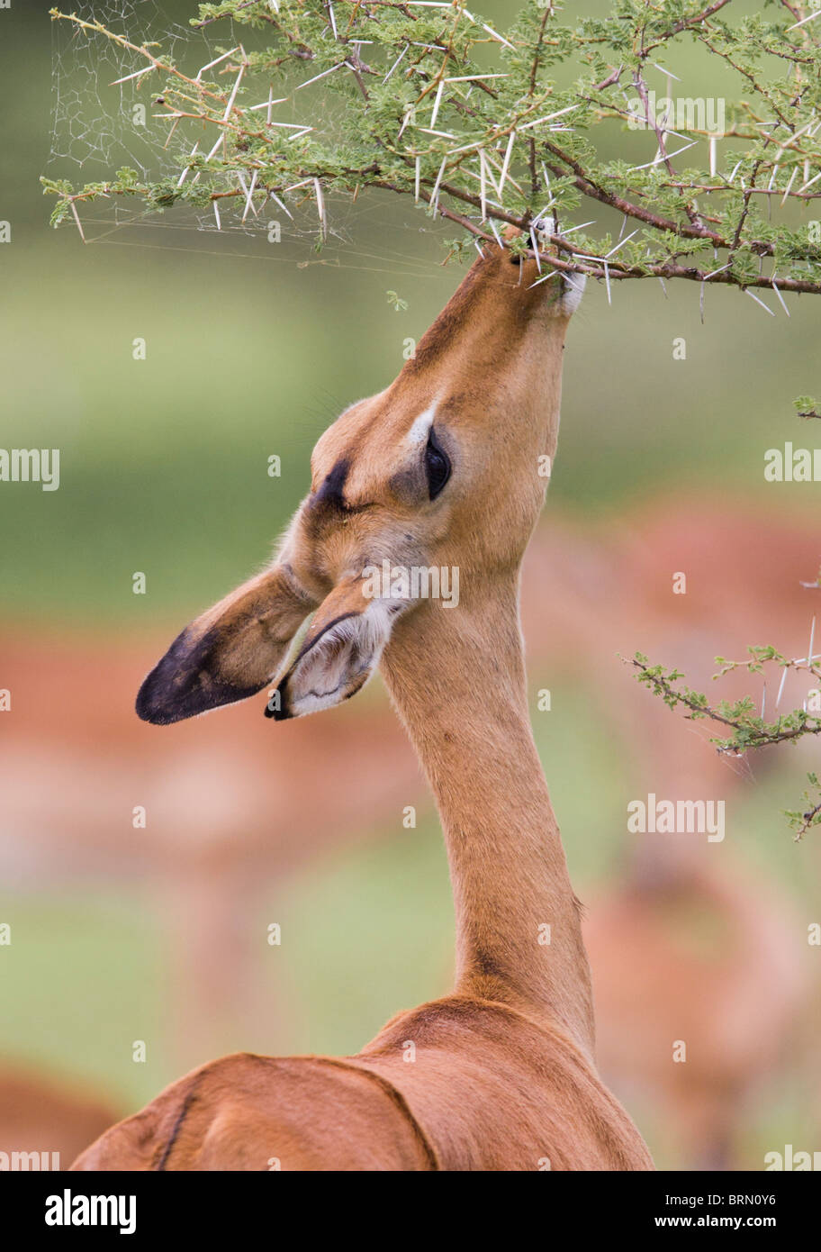Impala feeding on an acacia branch with thorns Stock Photo - Alamy