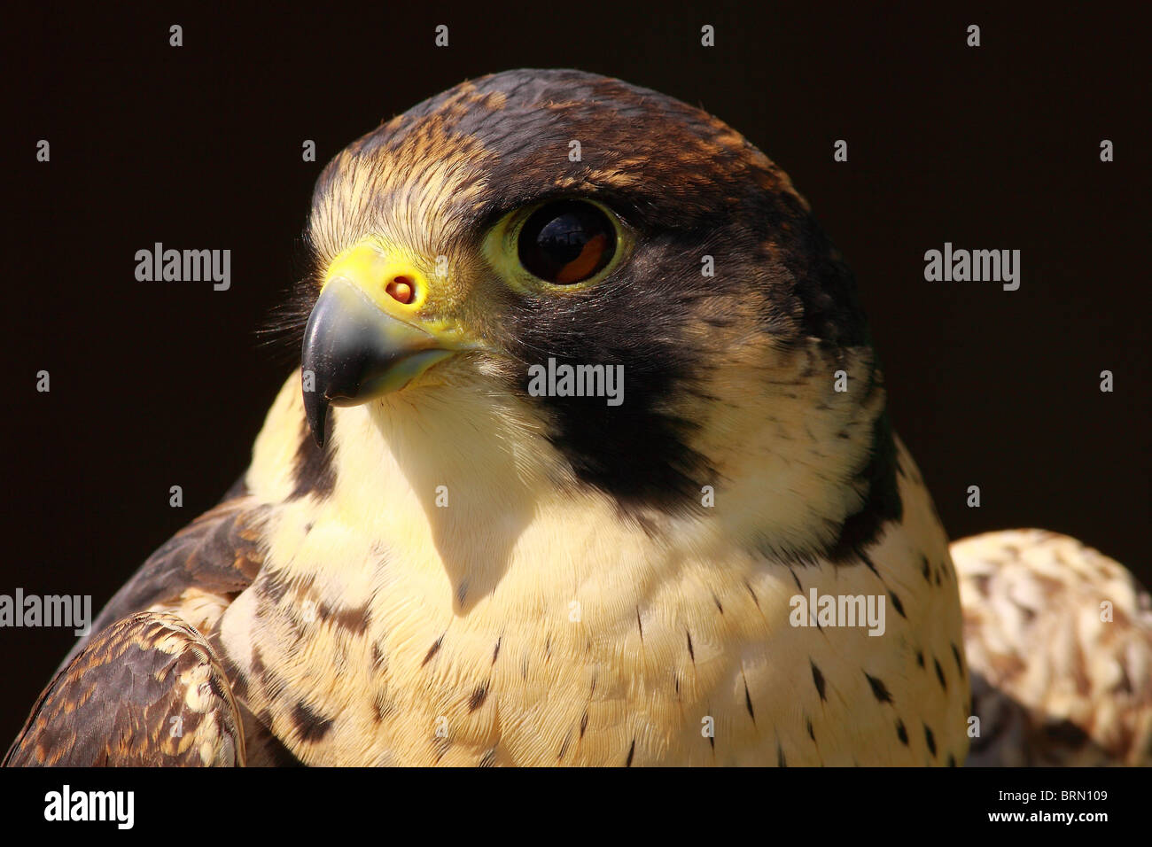 Peregrine Falcon; Falco peregrinus; Head-shot; profile; head and ...