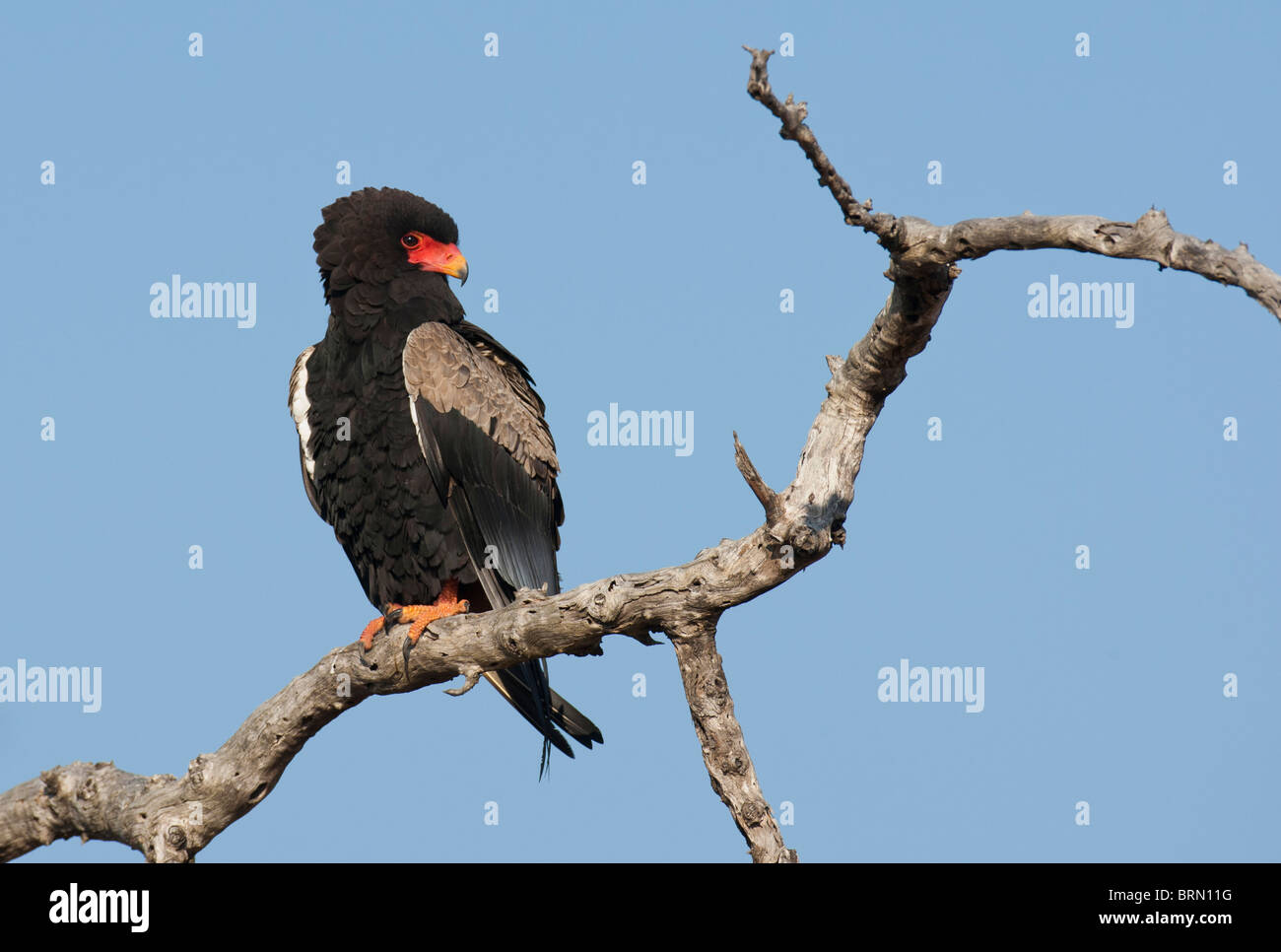 Turned bird hi-res stock photography and images - Alamy