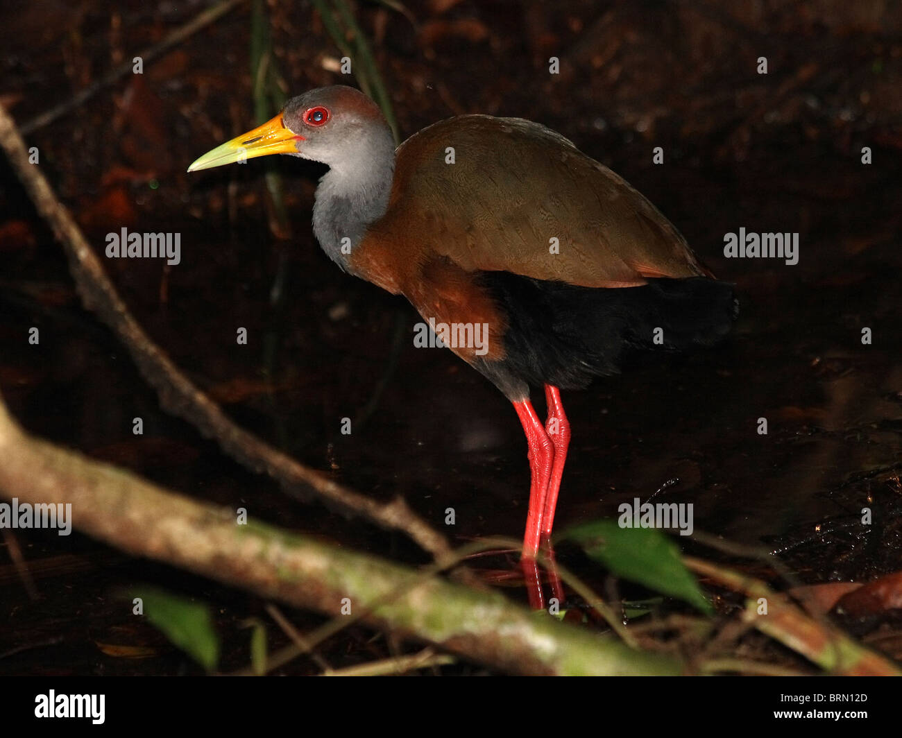 A Grey-necked Wood-rail (Aramides cajanea) stands in a swamp in Costa ...